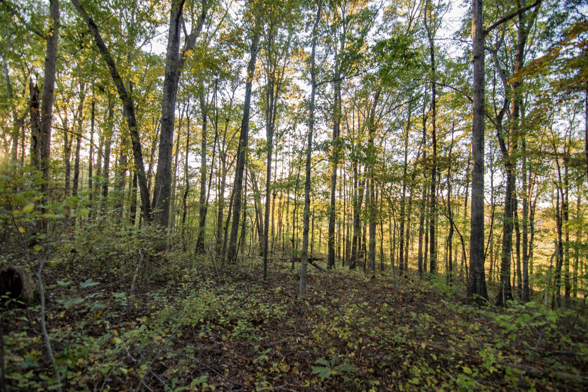 3+/- Acre Wooded Lot With Mountain & Golf Course Views | Metcalf Land ...