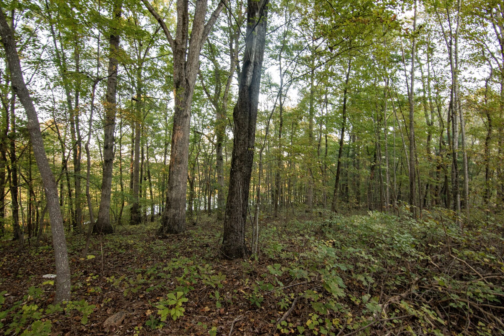 3+/- Acre Wooded Lot With Mountain & Golf Course Views | Metcalf Land ...