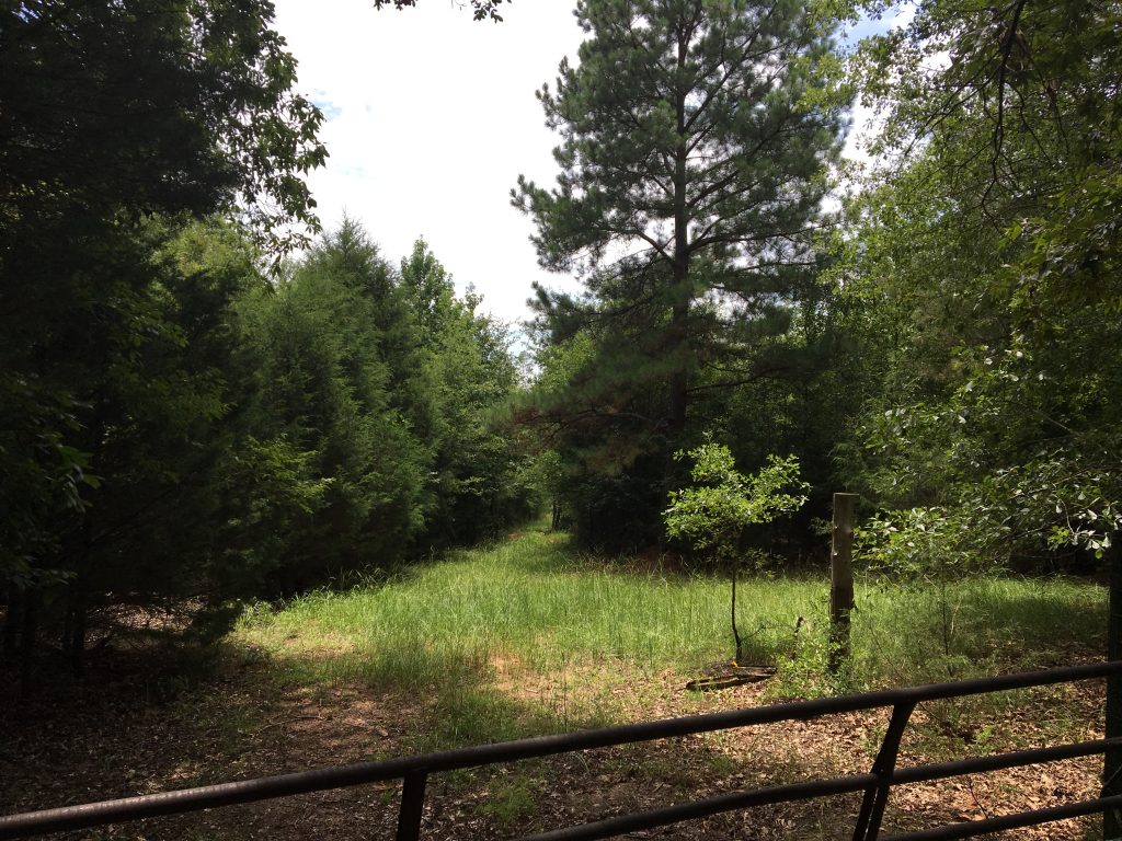 How to Properly Manage a Timberland Property | Metcalf Land Company Inc