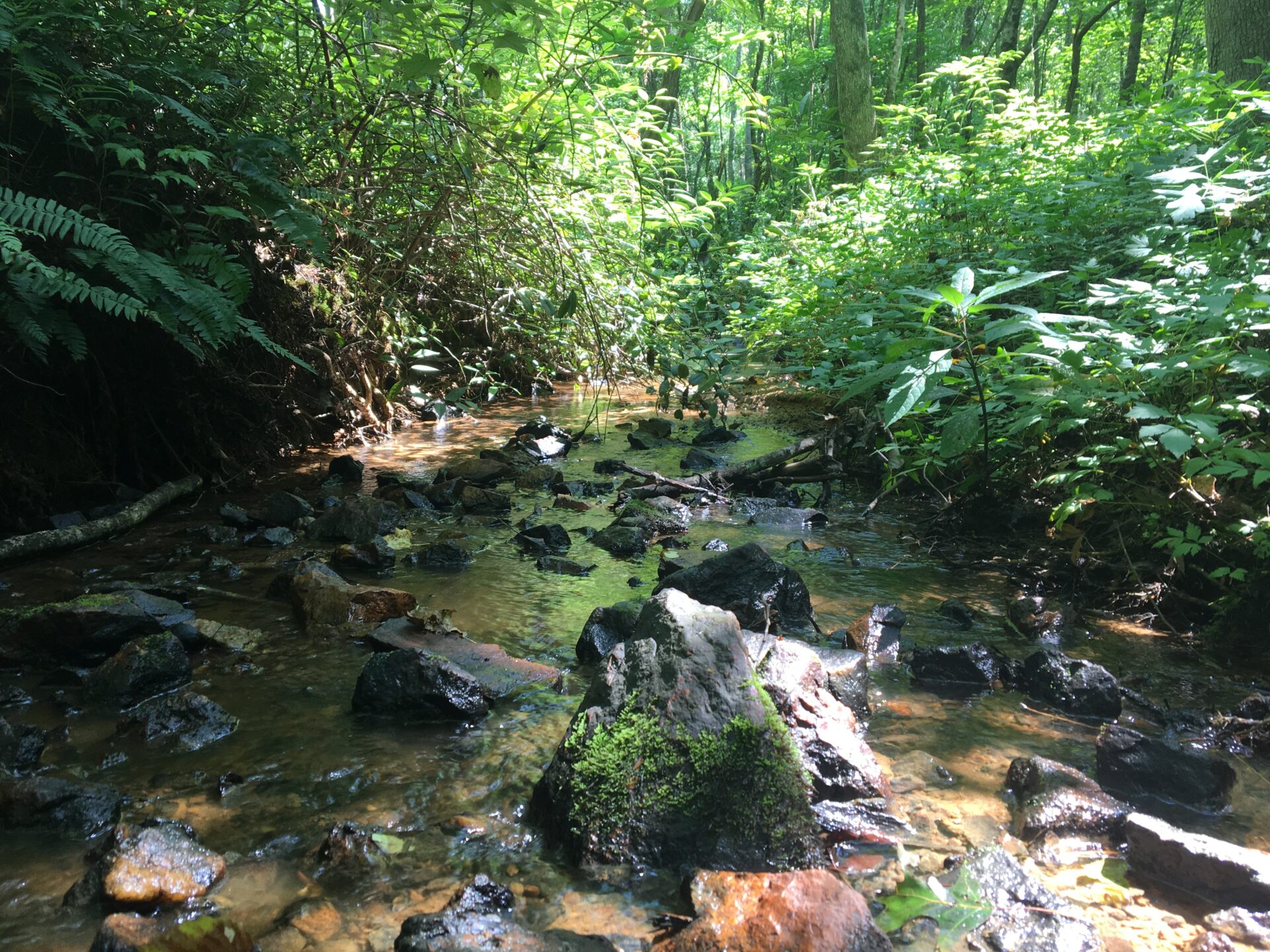 PRICE REDUCED!! 16.22 Acres Boarding Chestnut Heritage Preserve ...